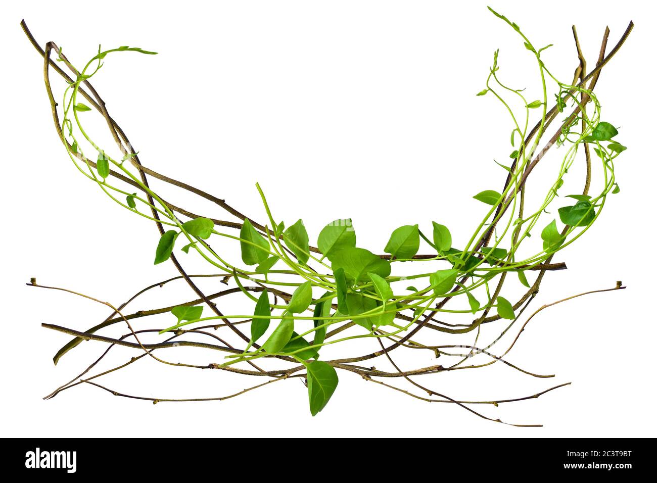 twisted vines leaves isolated on white background at the roots of ...