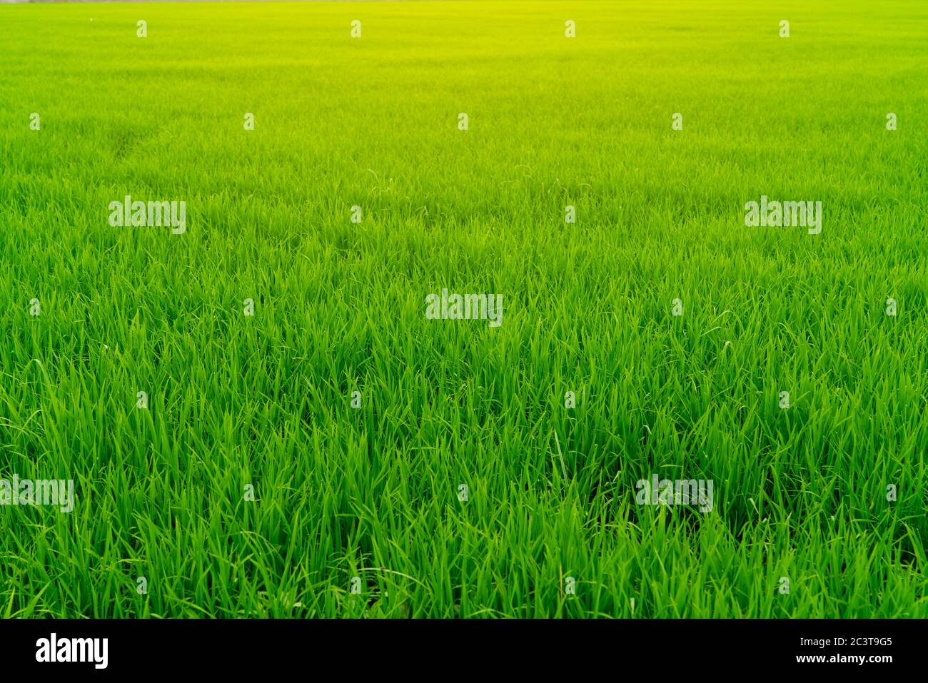 Rice plantation. Green rice paddy field. Organic rice farm in asia ...