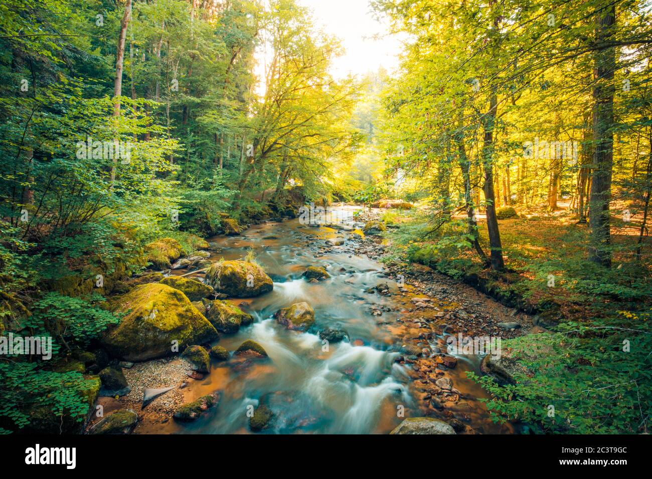 Amazing forest nature, river stream with rocks in wonderful spring ...