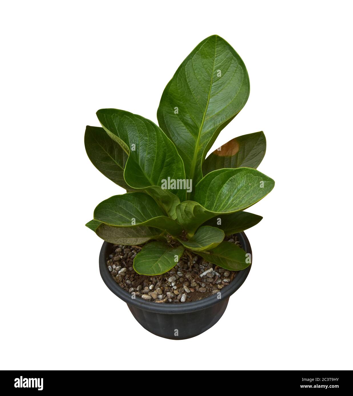 Beautiful anthurium jemani flowers in pots, isolated on white ...