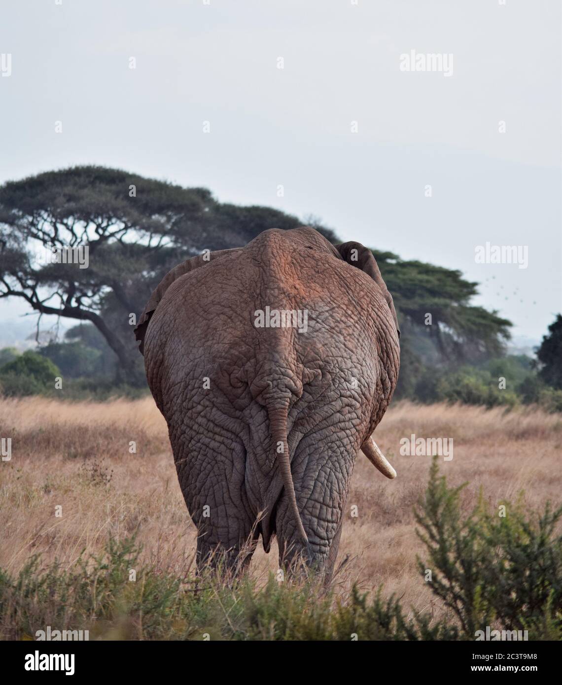 Elephant seen from behind in Masai Mara, Kenya, Africa Stock Photo - Alamy