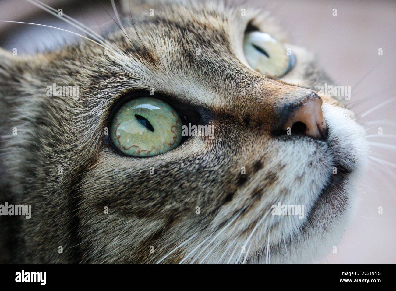 Cat eyes close up hi-res stock photography and images - Alamy