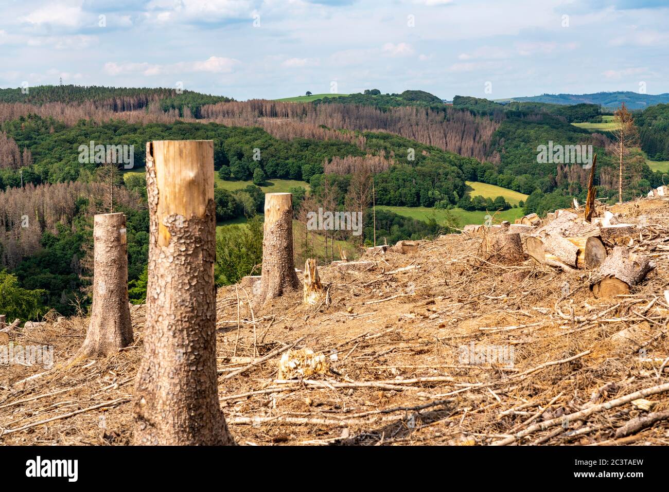 Forest dieback in Sauerland, north of Lüdenscheid, cleared area ...