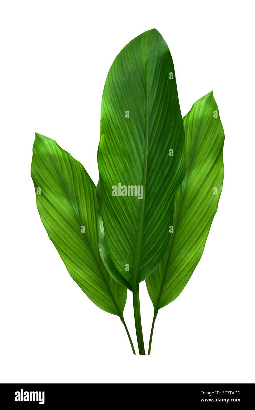 Green leaves of turmeric (Curcuma longa) ginger medicinal herbal plant ...