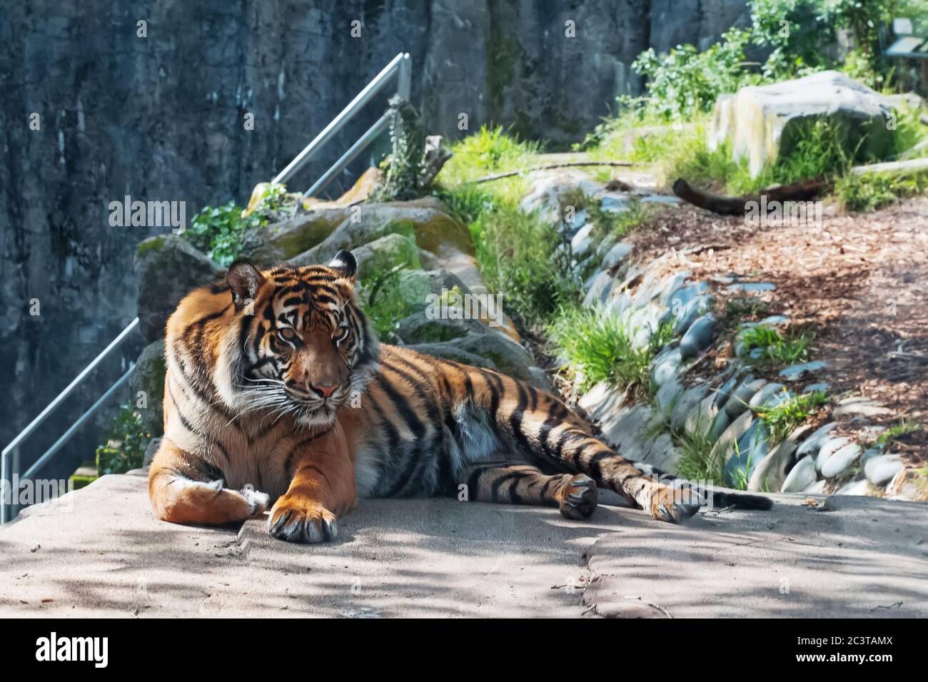 Wild beautiful Tiger In A Zoo Stock Photo - Alamy