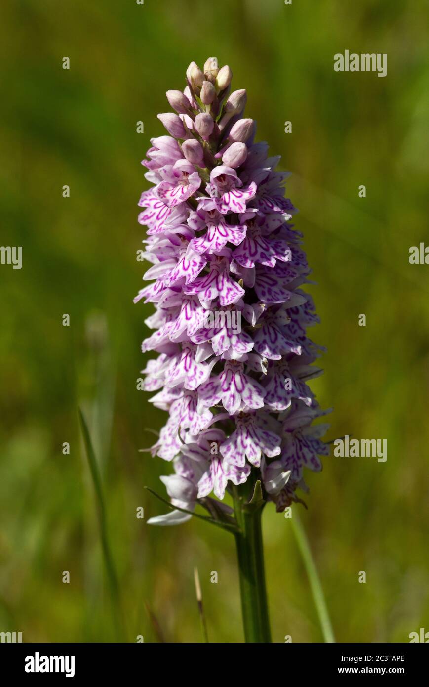 The Common Spotted Orchid is the most common and widespread member of ...