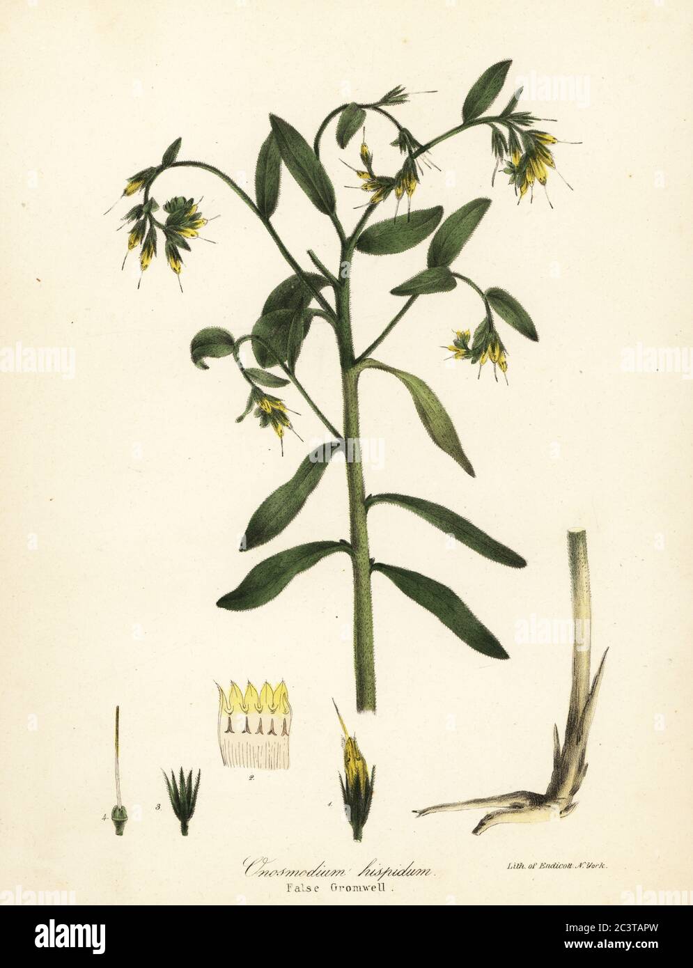 False gromwell, Onosmodium hispidum. Handcoloured lithograph by ...