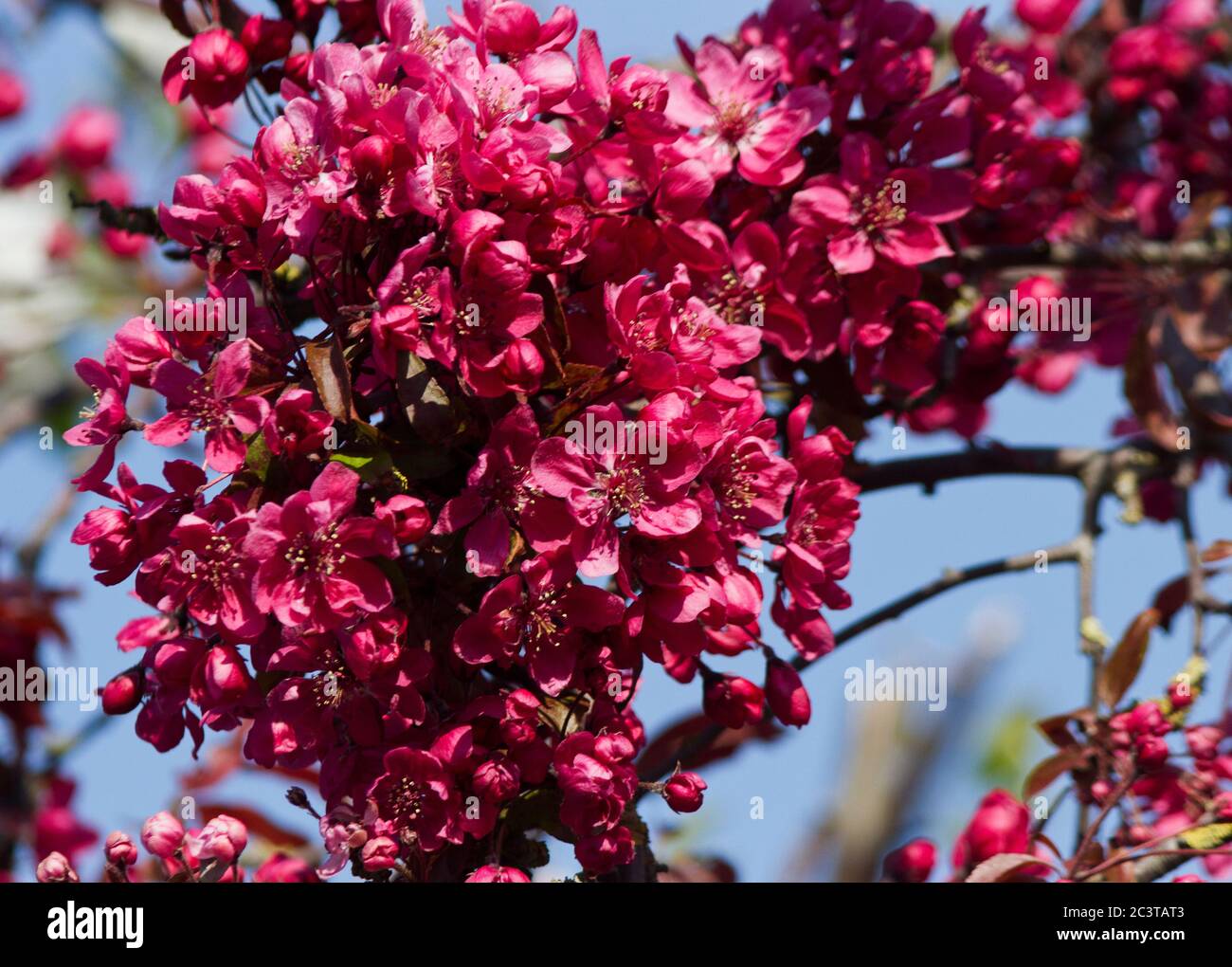 Many cultivars of the Japanese Crab Apple tree are popular in UK ...