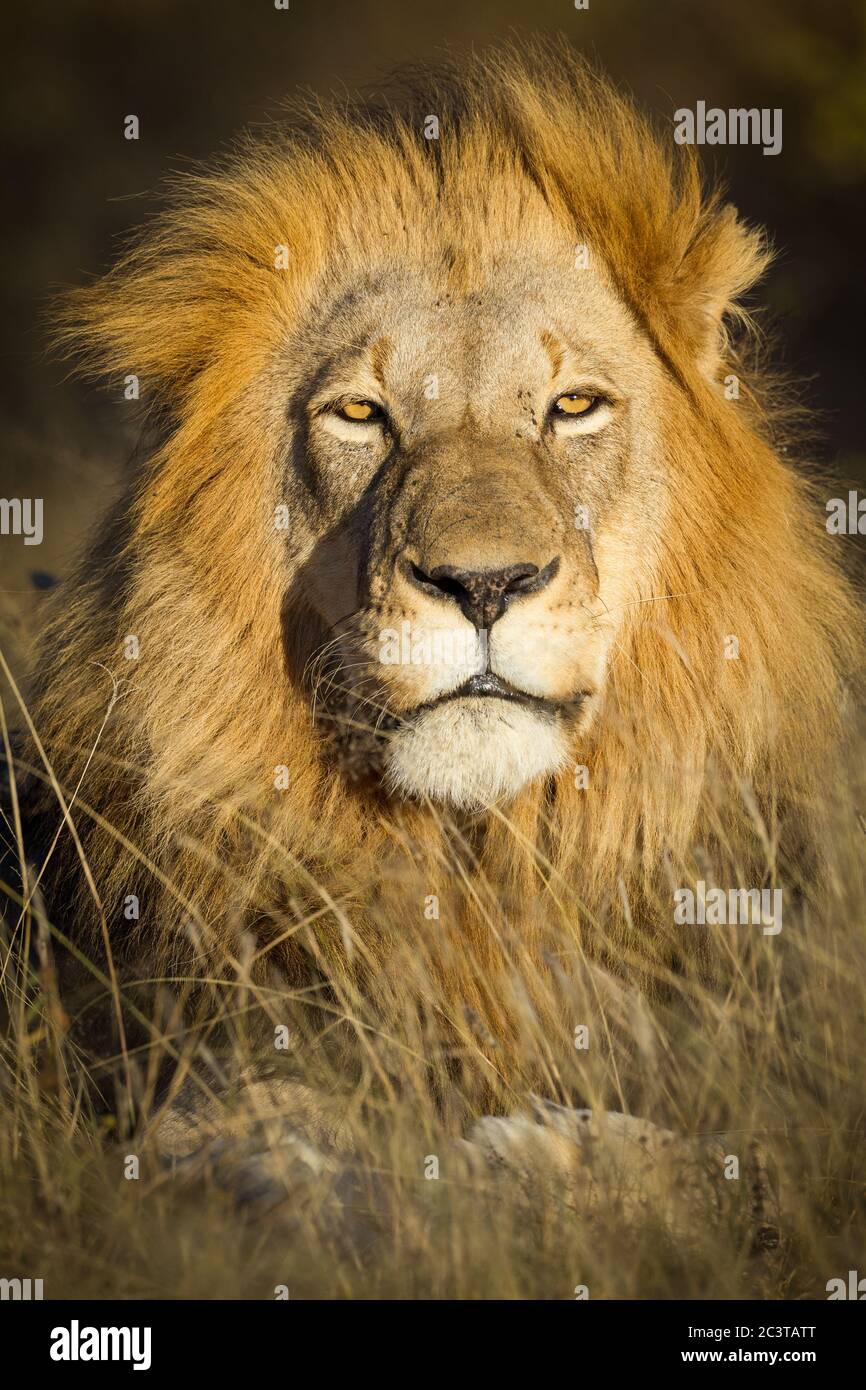 Vertical head portrait of a beautiful male lion looking straight into ...