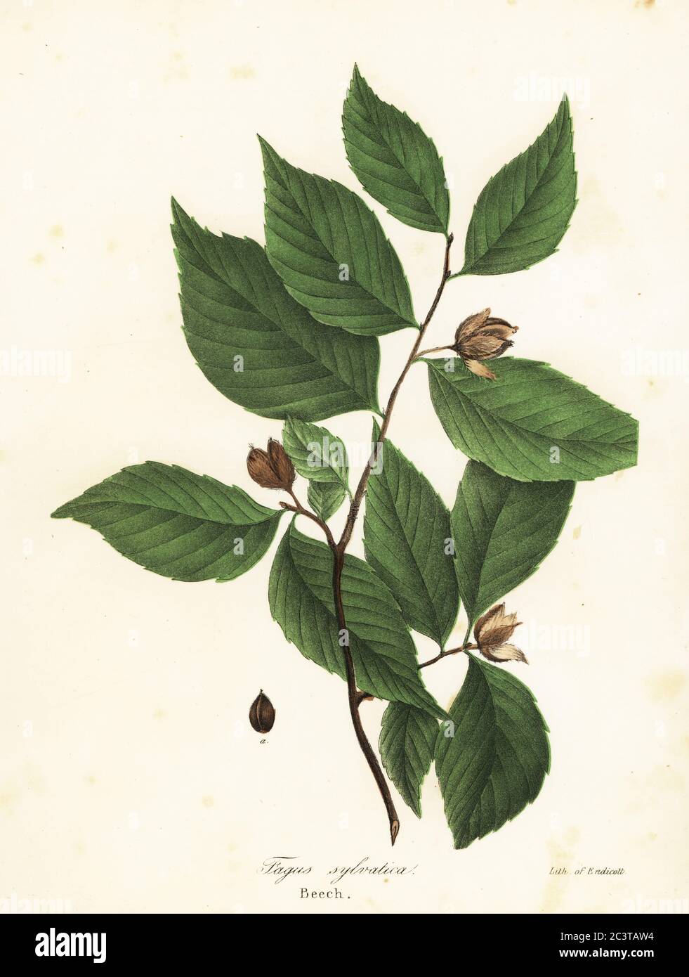 Fagus sylvatica botanical illustration hi-res stock photography and ...