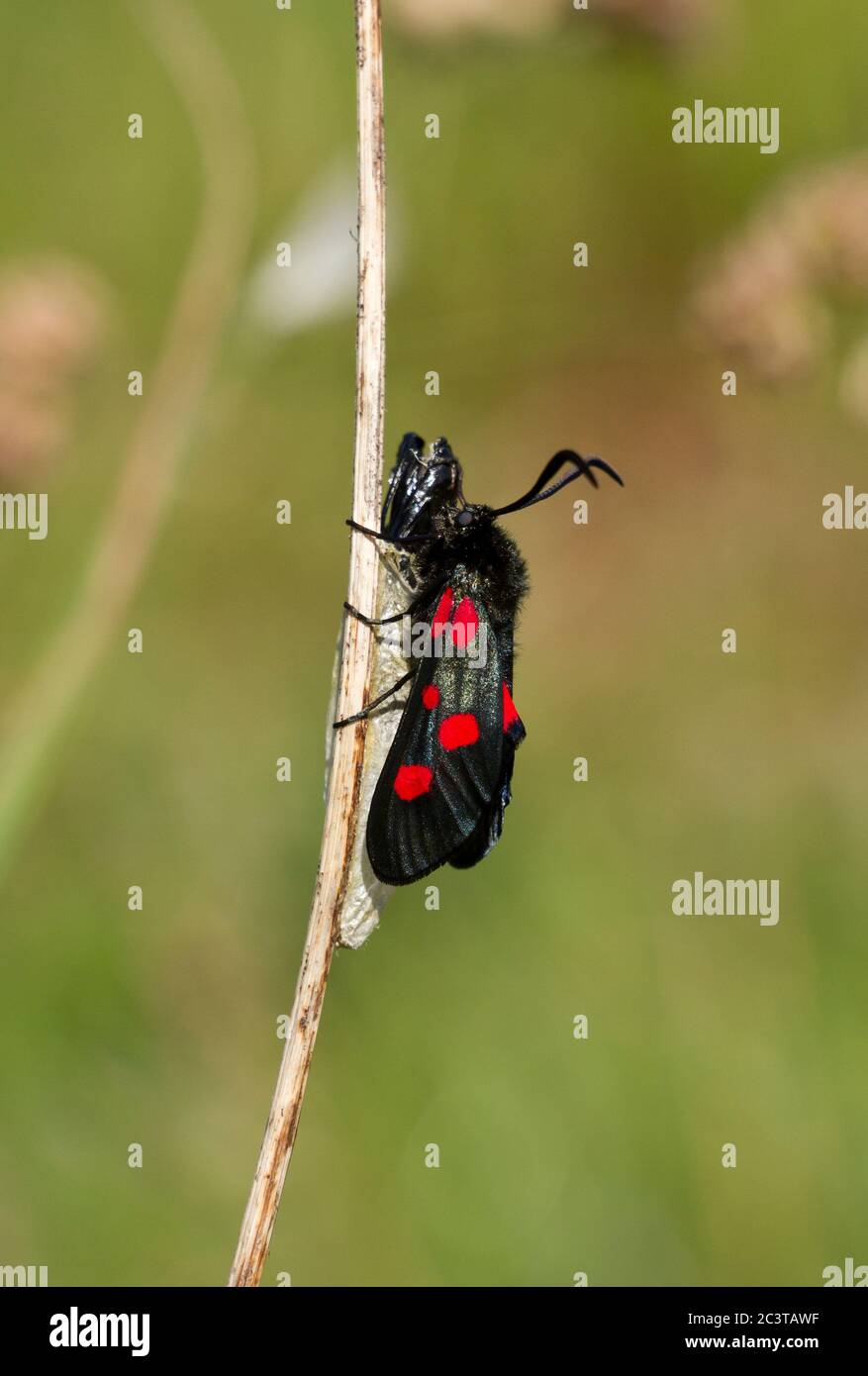 The Six Spot Burnet is a daytime flying moth with distinctive red and ...