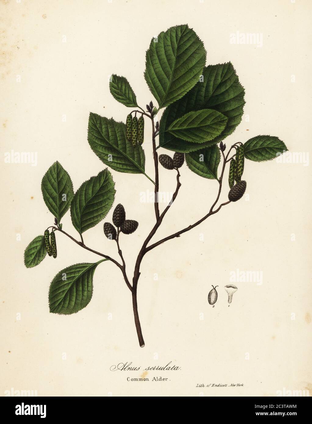 Common alder, hazel alder or smooth alder, Alnus serrulata ...
