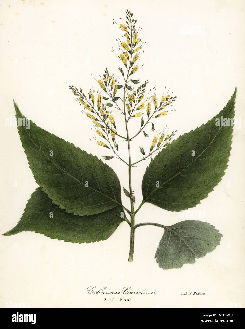 Collinsonia canadensis hi-res stock photography and images - Alamy