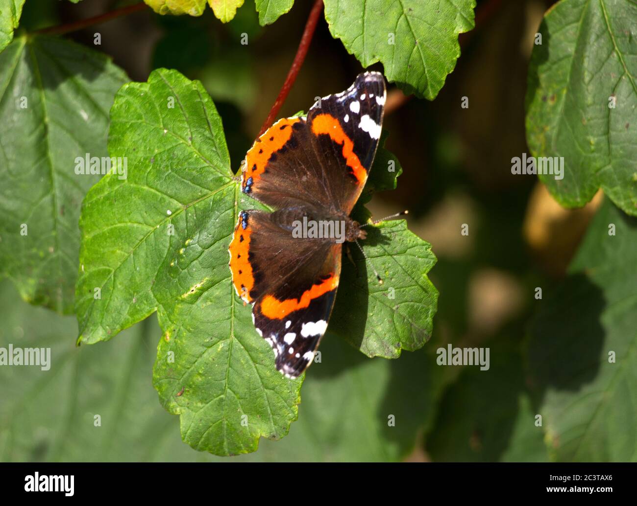Lifecycle Of A Butterfly High Resolution Stock Photography and Images ...
