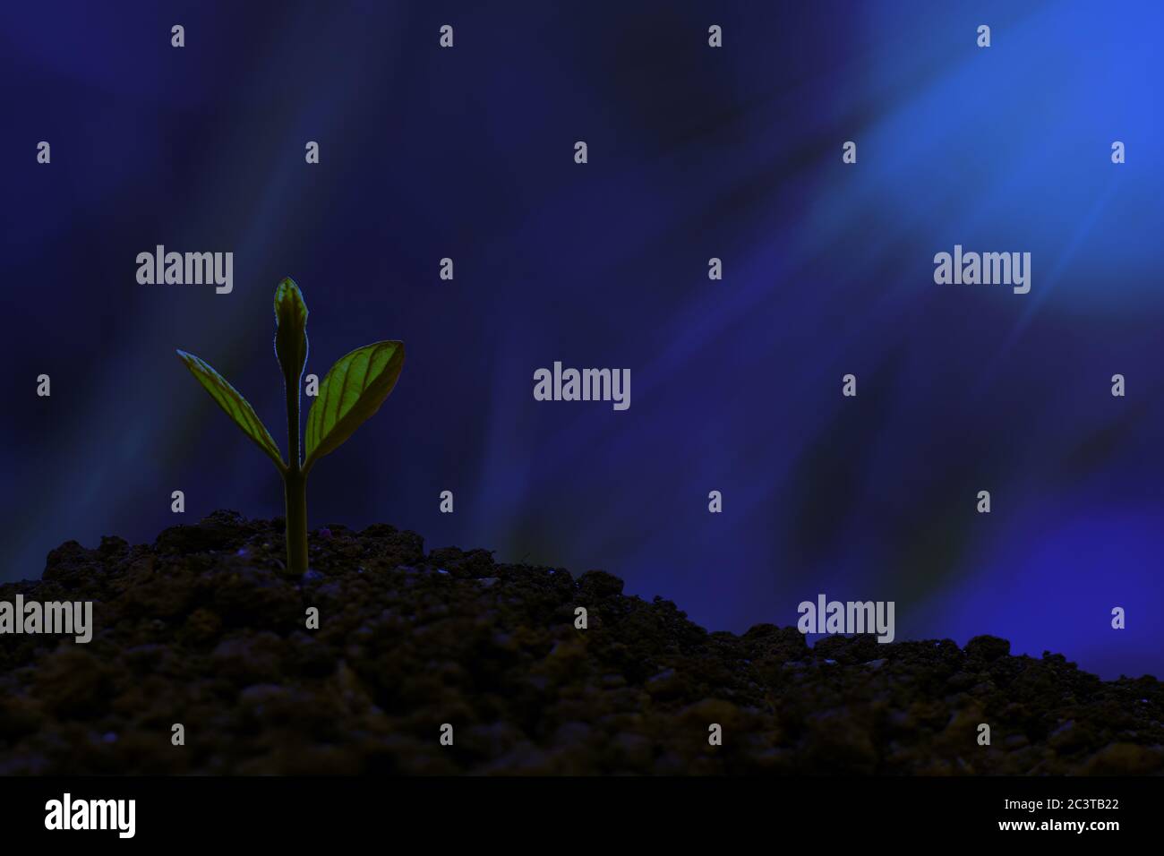 Young plant growing in the Phantom blue light and green nature bokeh ...