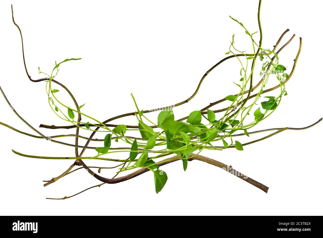twisted vines leaves isolated on white background at the roots of ...