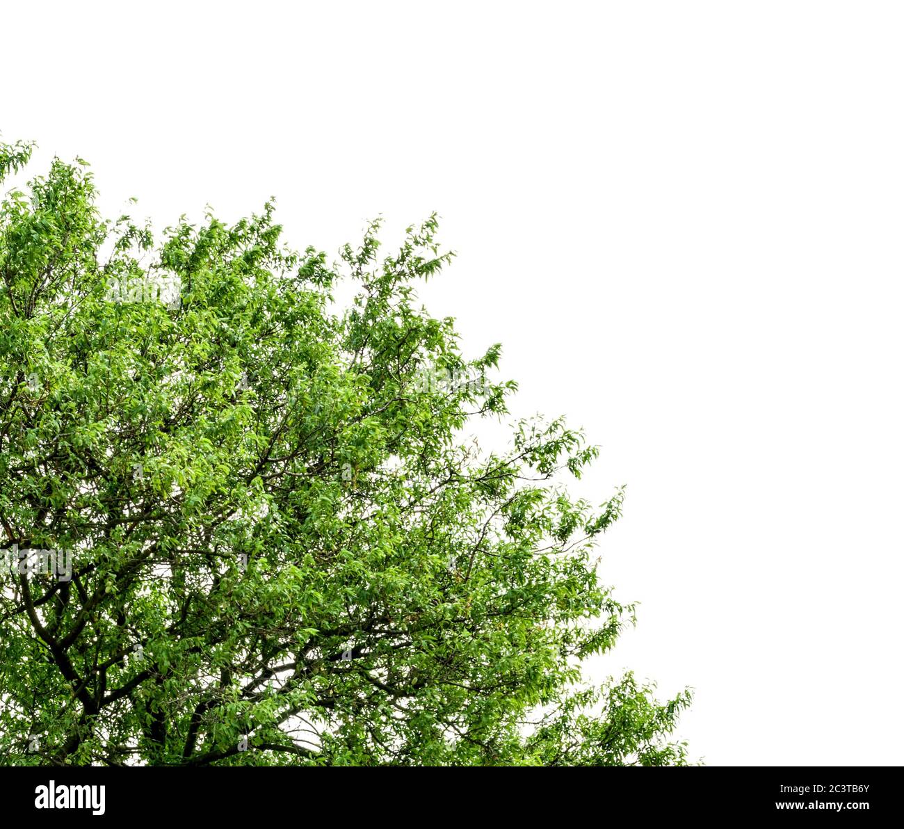 Upper tree canopy on a white background Stock Photo - Alamy