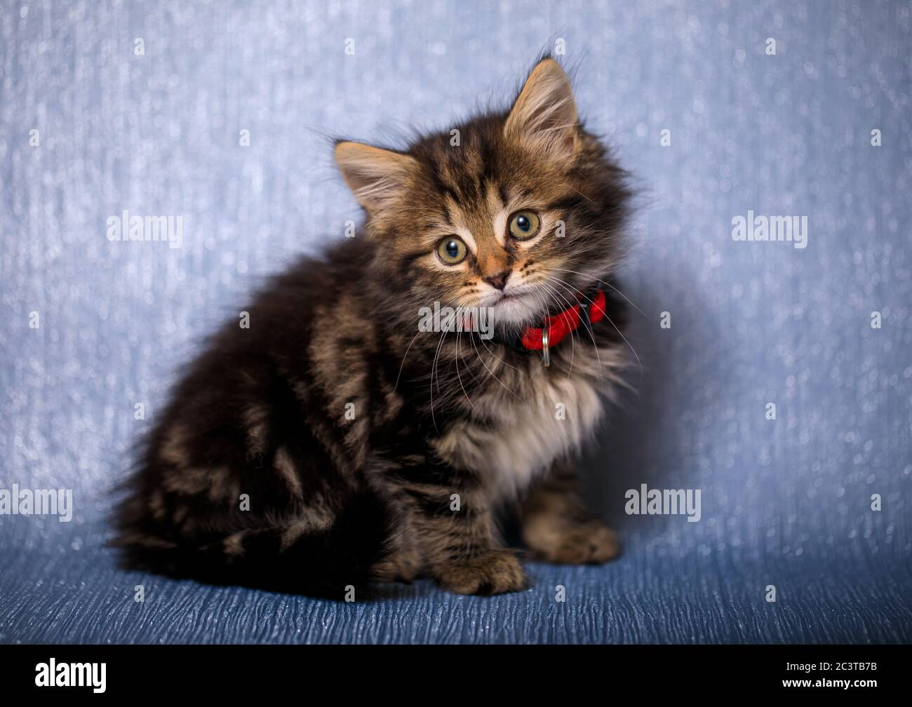 Eight week old kitten hi-res stock photography and images - Alamy