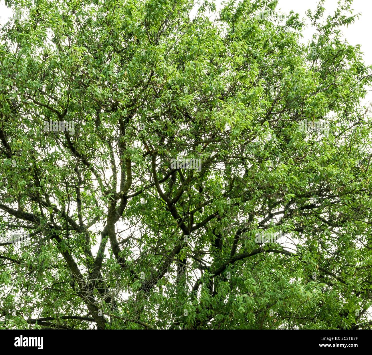 Upper tree canopy on a white background Stock Photo - Alamy