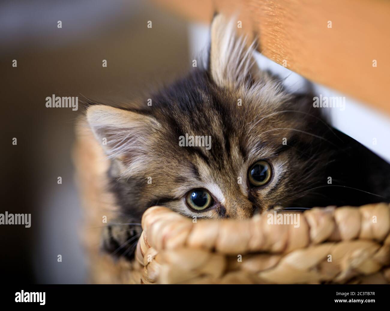 Eight week old kitten photographed enjoying life in a basket Stock ...