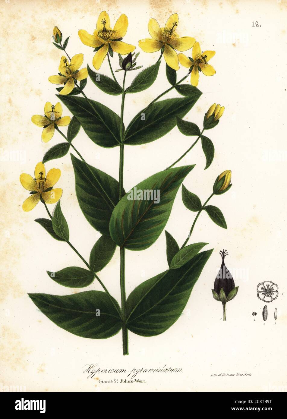 Great St. Johnswort or giant St. John's wort, Hypericum ascyron subsp ...