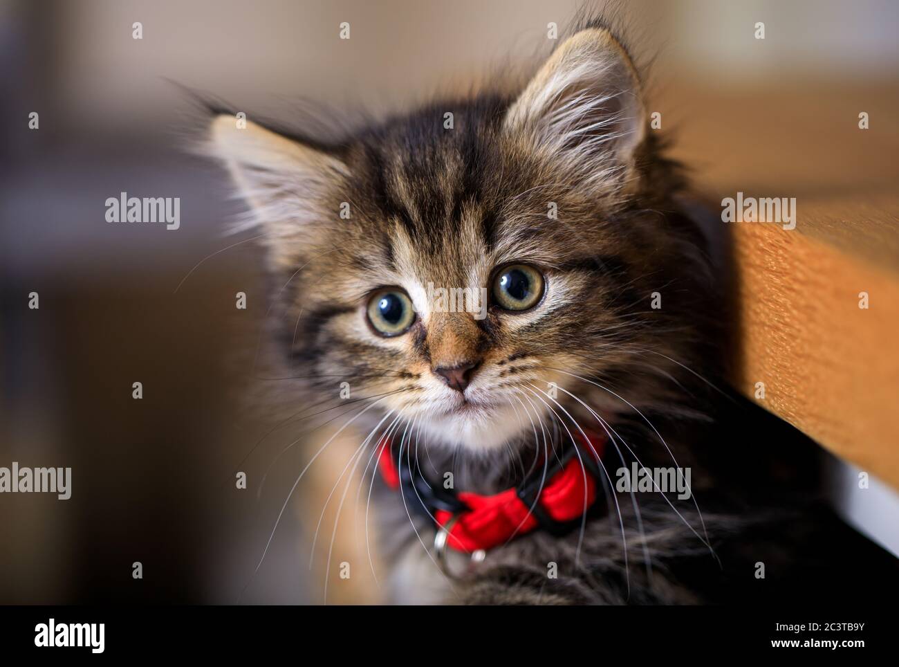 Eight week old kitten photographed enjoying life in a basket Stock ...
