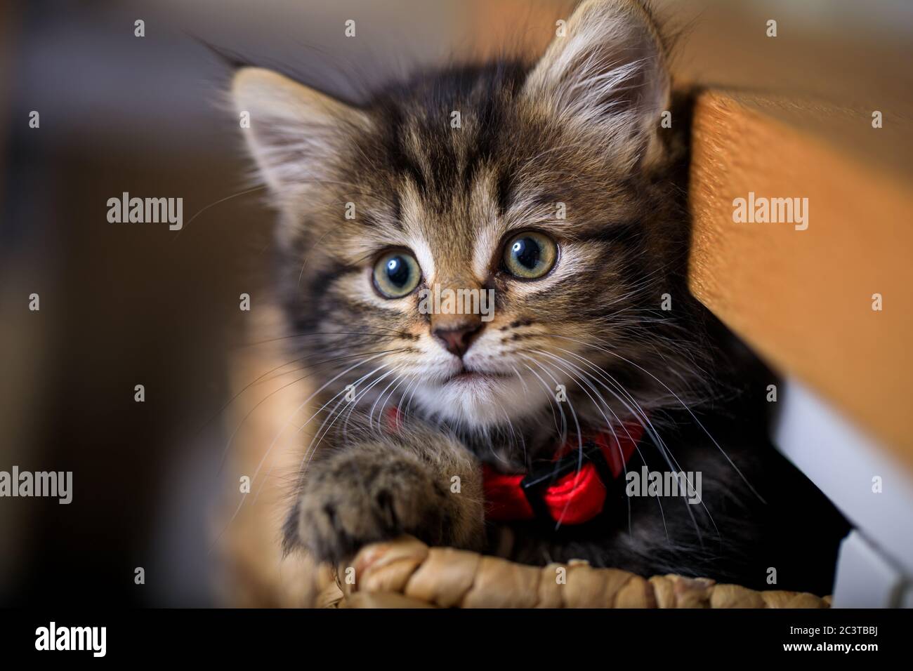Eight week old kitten photographed enjoying life in a basket Stock ...