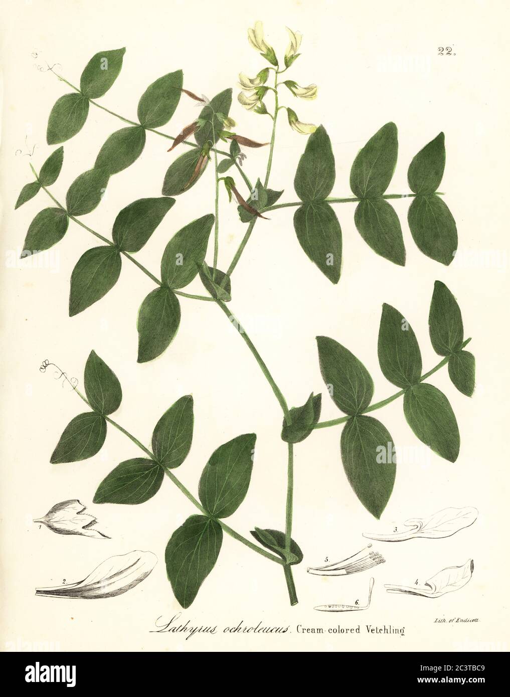 Cream colored vetchling hi-res stock photography and images - Alamy