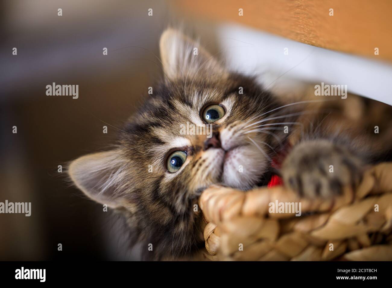 Eight week old kitten hi-res stock photography and images - Alamy