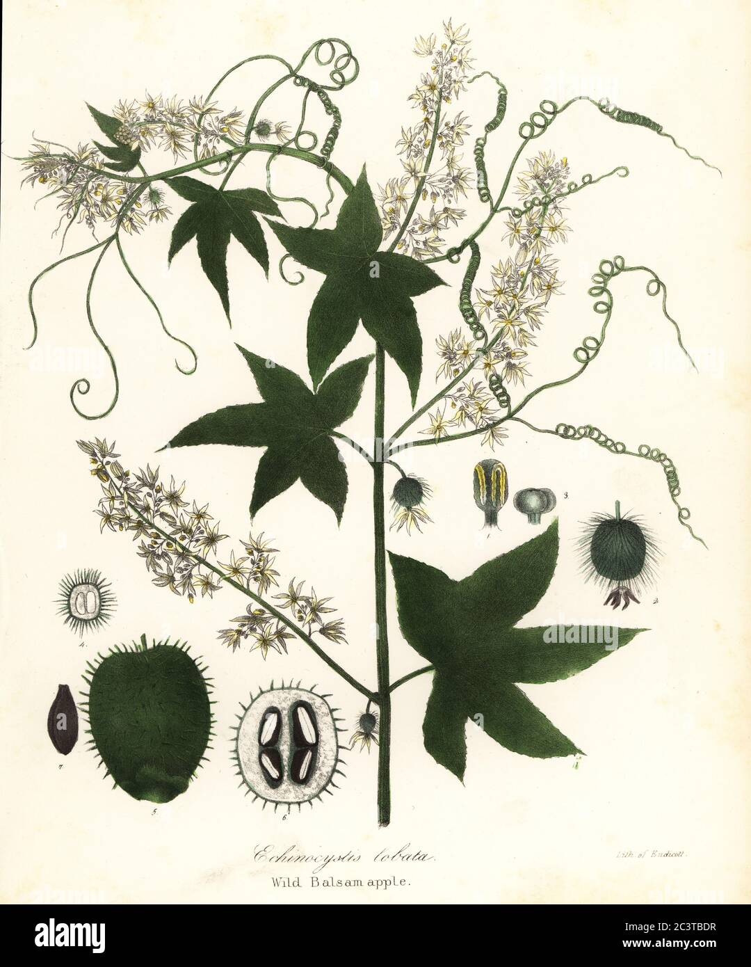 Botanical illustration of cucumber hi-res stock photography and images ...