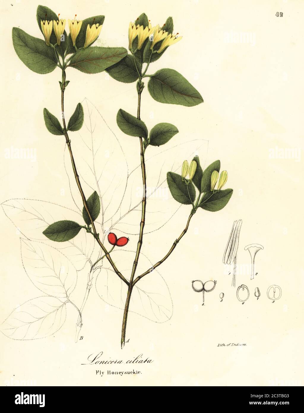 Honeysuckle Scientific Drawing