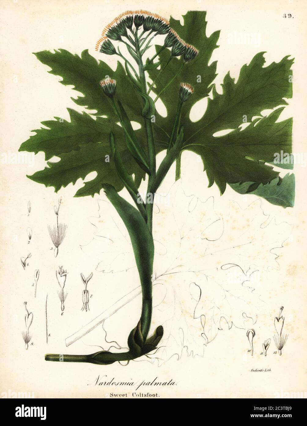 Arctic sweet coltsfoot or Arctic butterbur, Petasites frigidus var ...