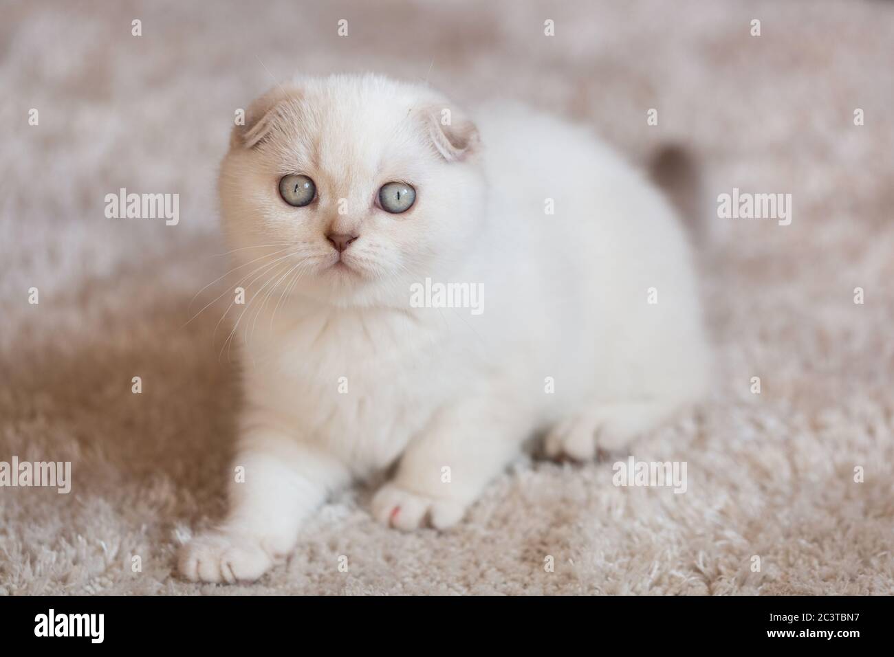 Scottish Folded Cat. Portrait of baby animal Stock Photo - Alamy