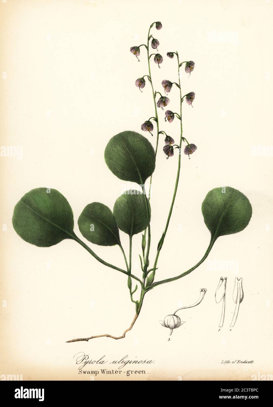 Liverleaf wintergreen, bog wintergreen or pink wintergreen, Pyrola ...