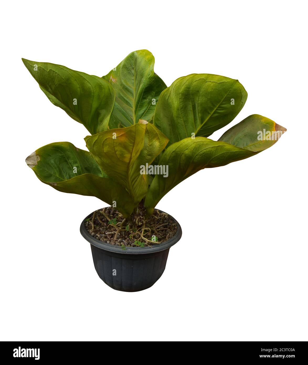 Beautiful anthurium jemani flowers in pots, isolated on white ...