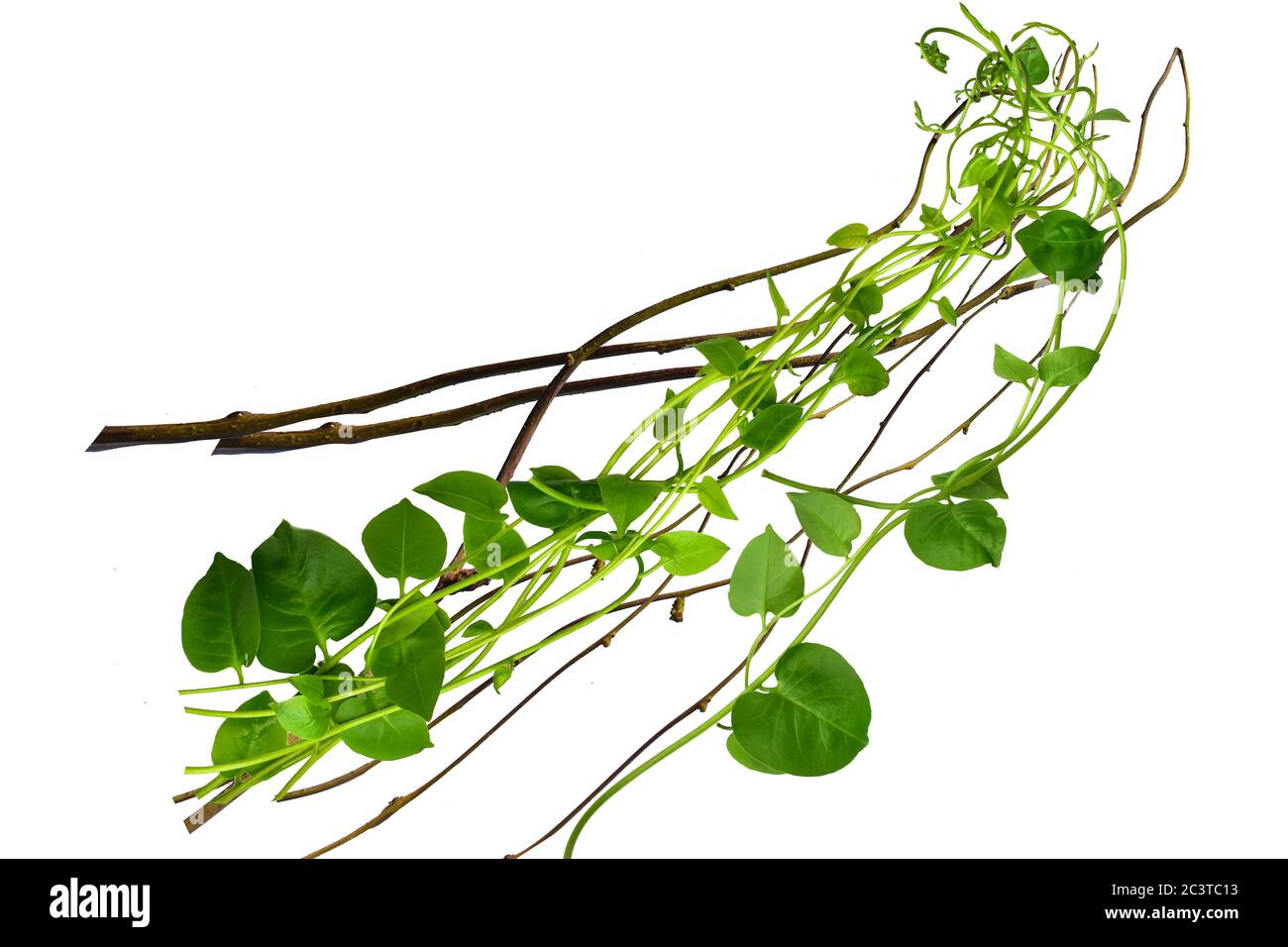 twisted vines leaves isolated on white background at the roots of ...