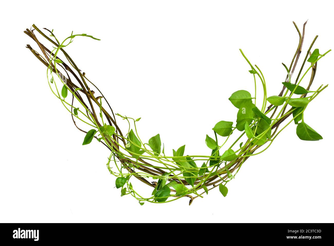 twisted vines leaves isolated on white background at the roots of ...