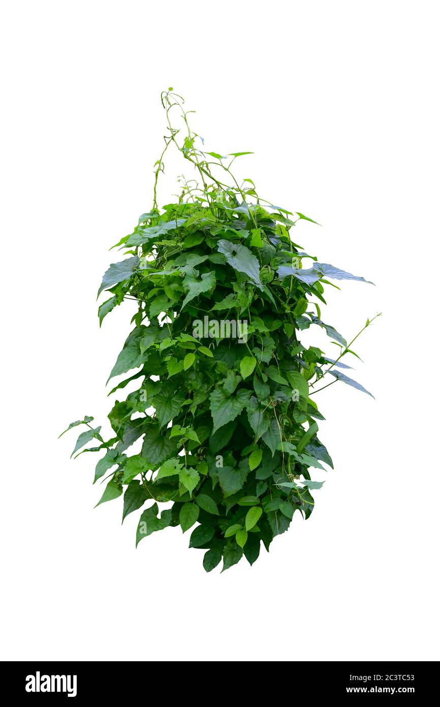 Rainforest vines isolated Cut Out Stock Images & Pictures - Alamy