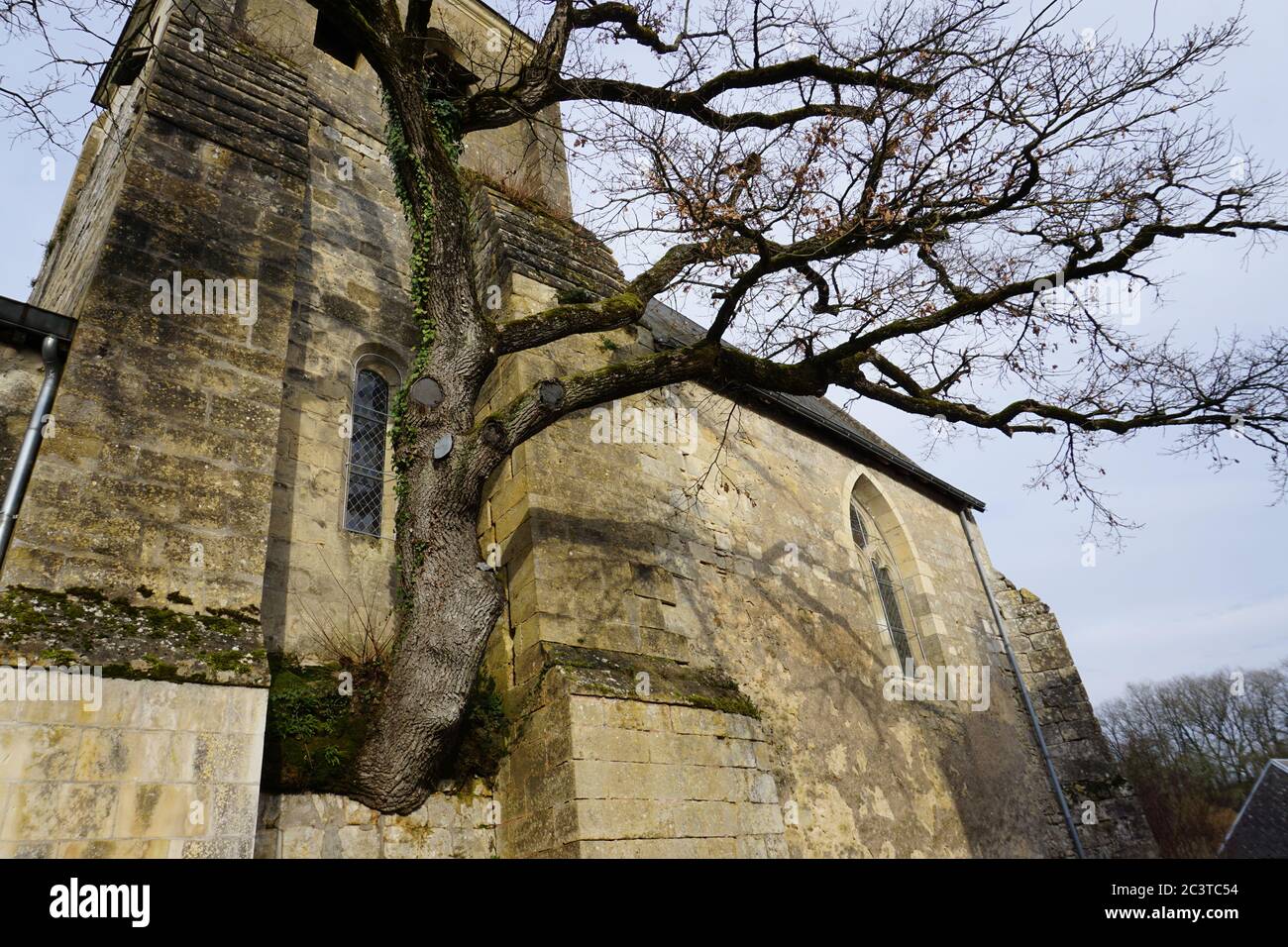 an unusual sight of a tree growing inside and outside of an old stone ...