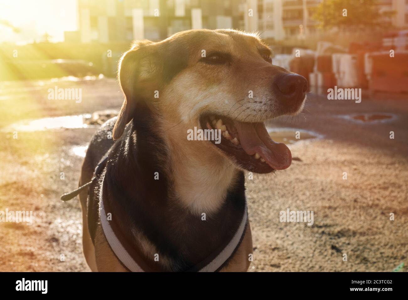 beagle dog walk on the street, sunlight, pet, smiling dog Stock Photo ...