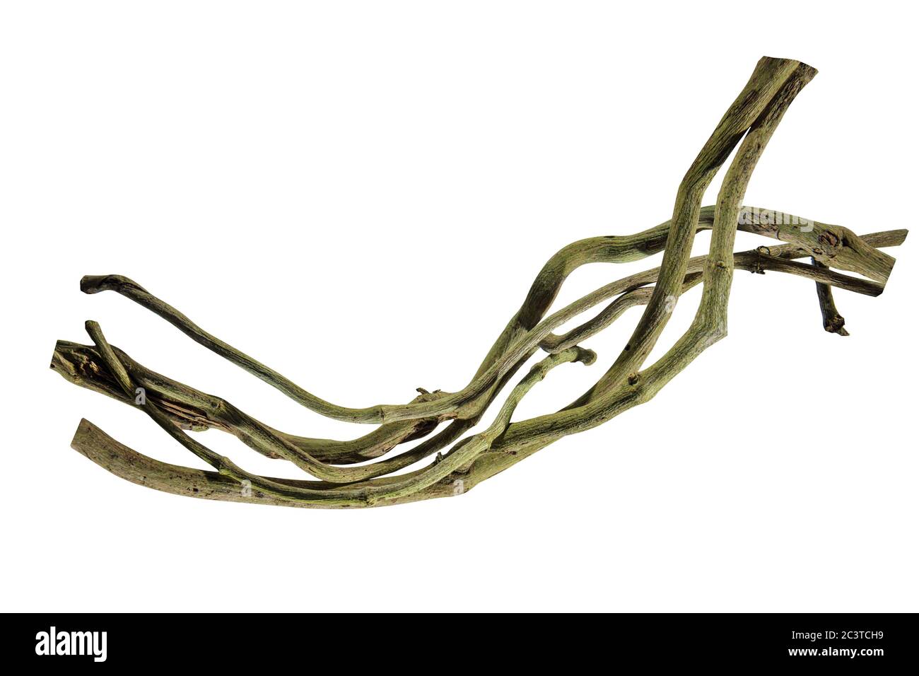 wood root Bush grape or three-leaved wild vine cayratia (Cayratia ...