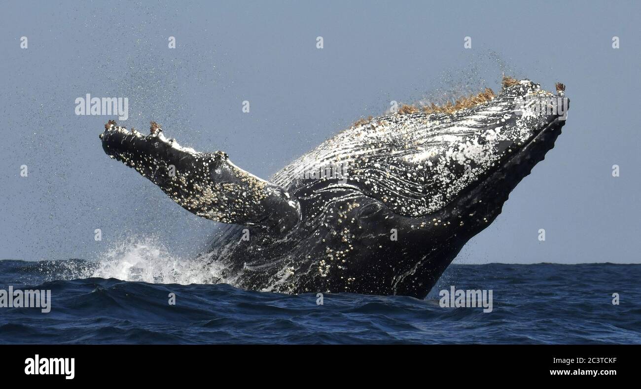 Humpback whale breaching. Humpback whale jumping out of the water ...