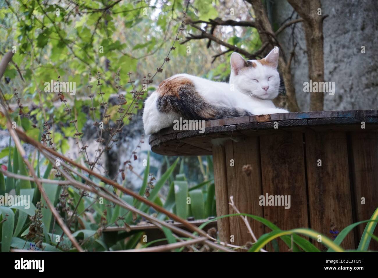 Lazy Nap High Resolution Stock Photography and Images - Alamy