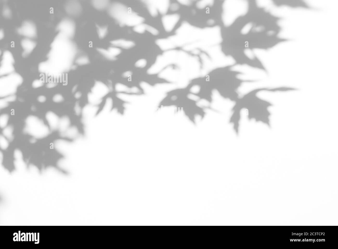 Overlay effect for photo. Gray shadow of the maple tree leaves on a ...