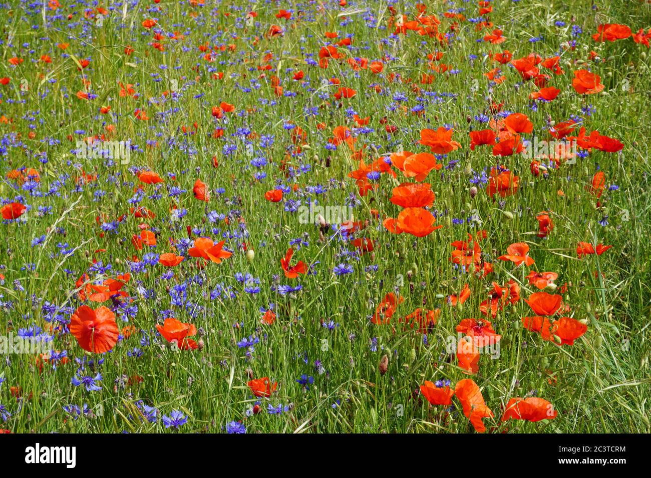 field of colorful wild flowers in the countryside Stock Photo - Alamy