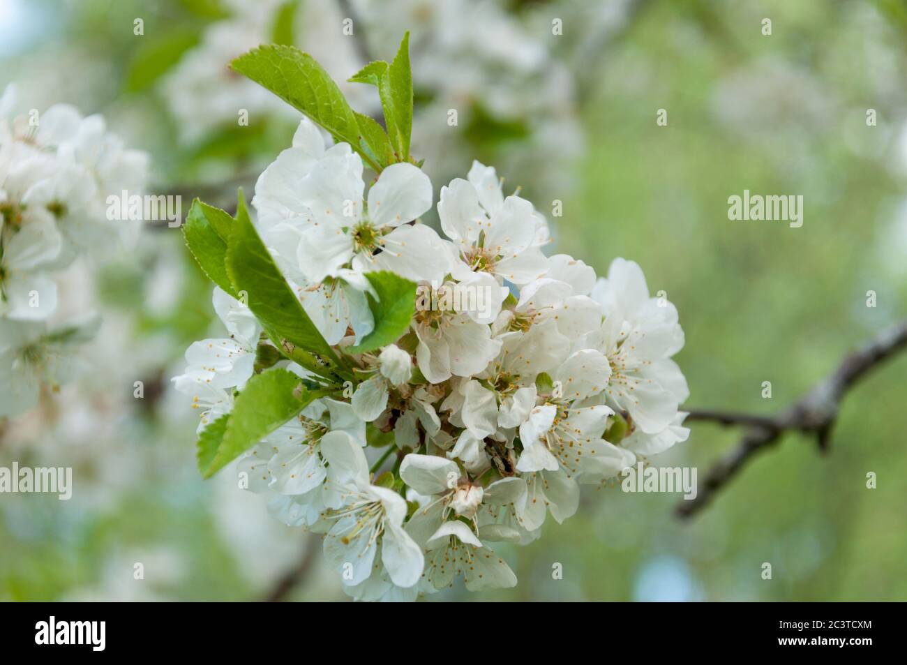Finnish cherry tree hi-res stock photography and images - Alamy