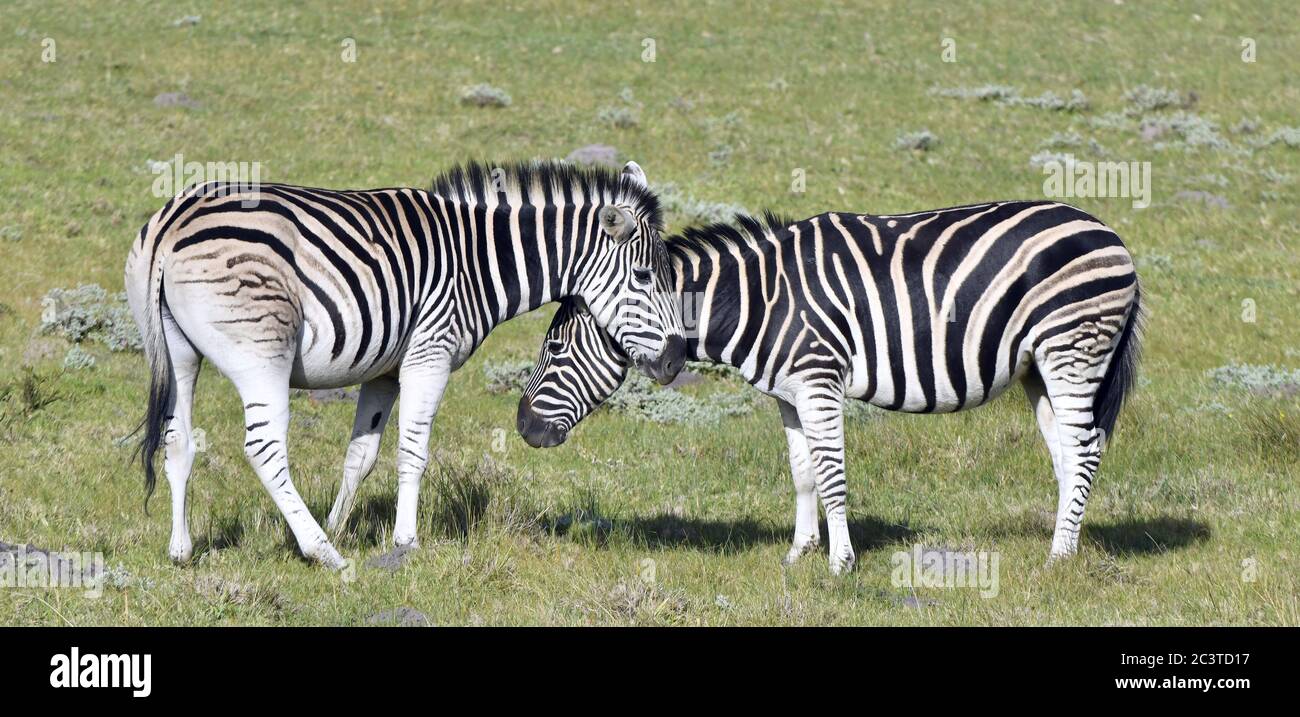 Burchell zebras playing in the field, zebras playing in nature reserve ...