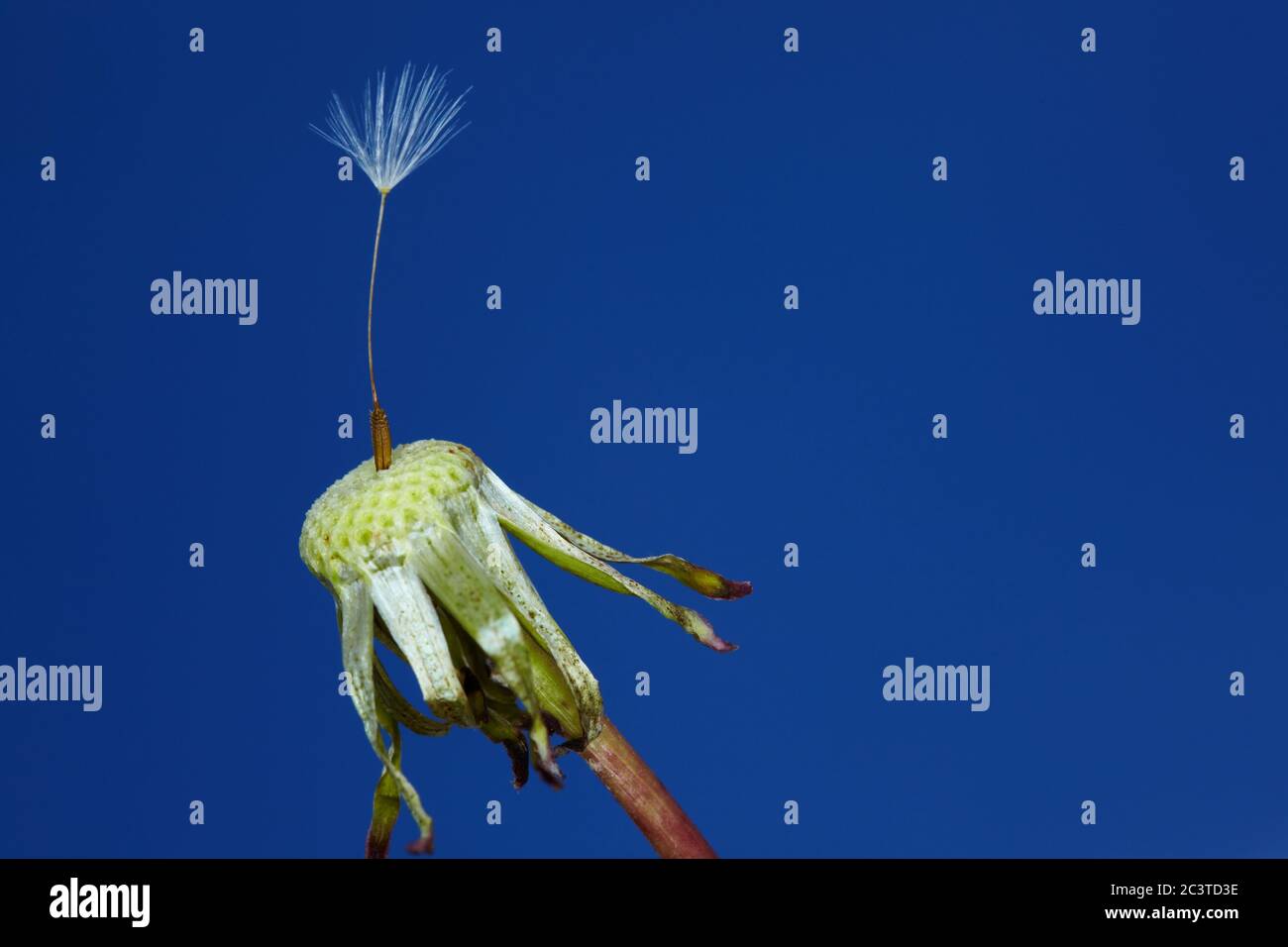 Single pappus with fruit on a common dandelion (Taraxacum sect ...