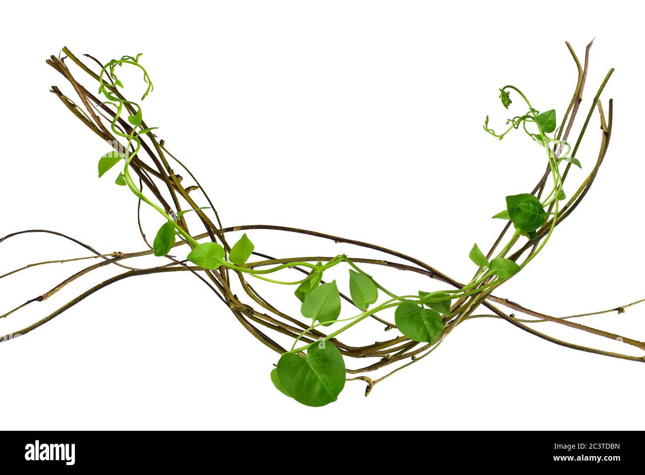twisted vines leaves isolated on white background at the roots of ...