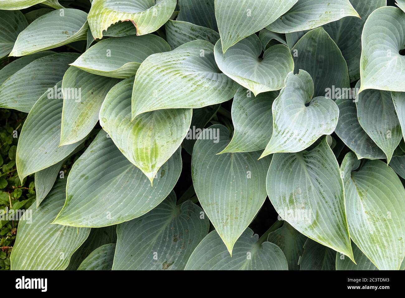 Halcyon hosta leaves hi-res stock photography and images - Alamy